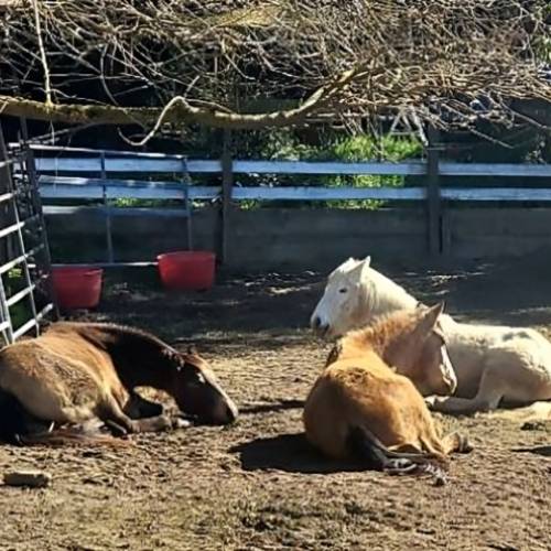 The Barn Boarding Stable is a Horse Barn in Aptos, CA 95003
